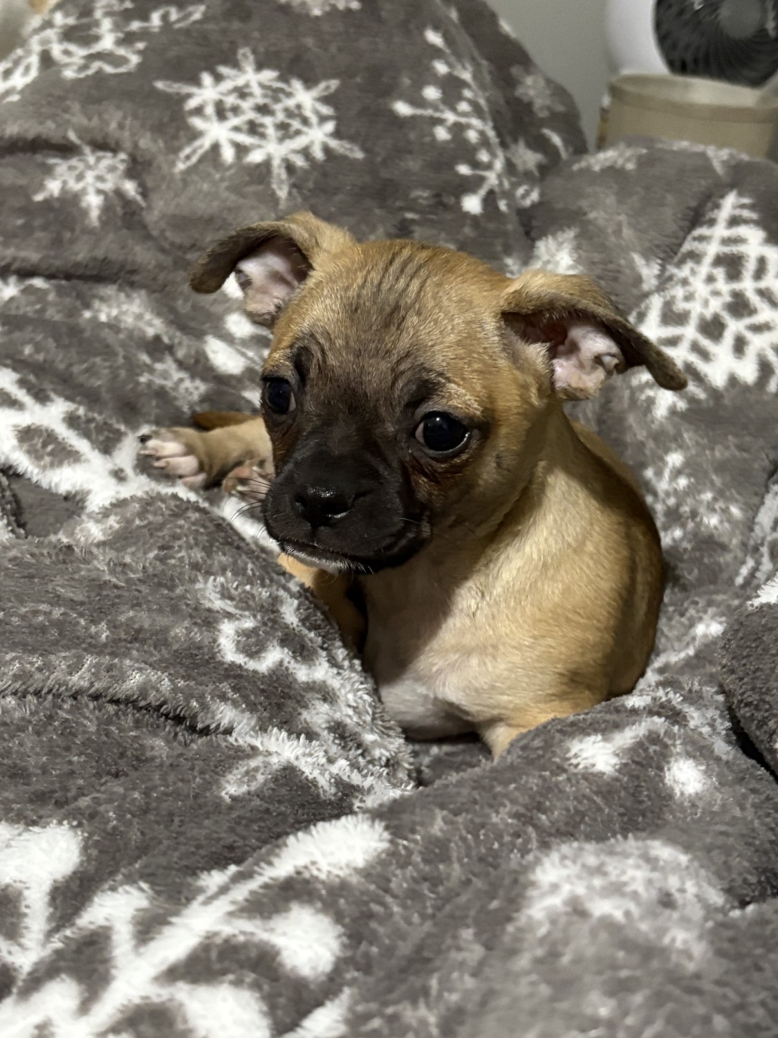 21+ Bugg Puppies / Dogs For Sale in Champaign, IL | $500