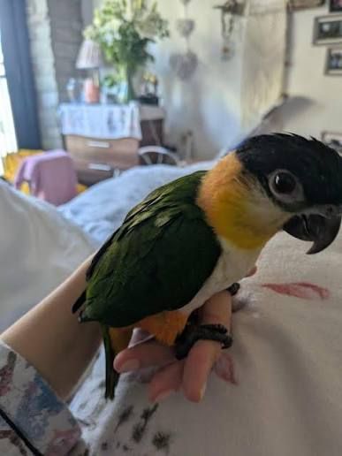 25+ Caique Birds for Adoption in United States | $350 – $1,900
