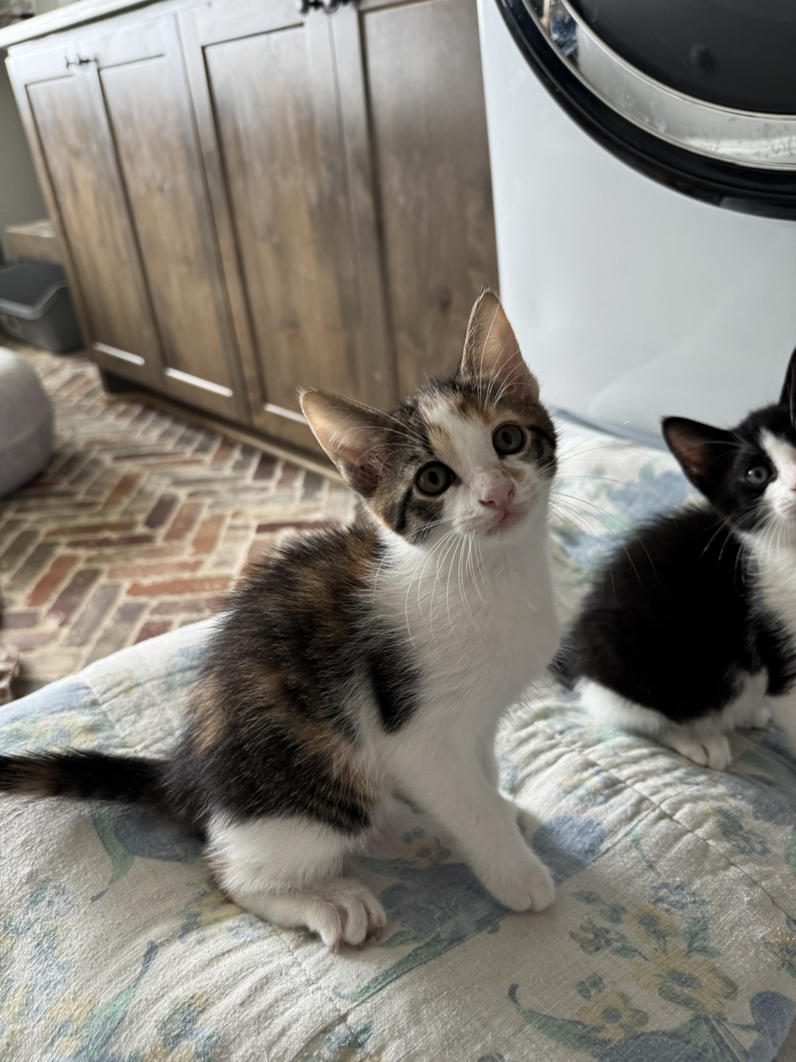 Calico Cats for Adoption in United States | PetzLover