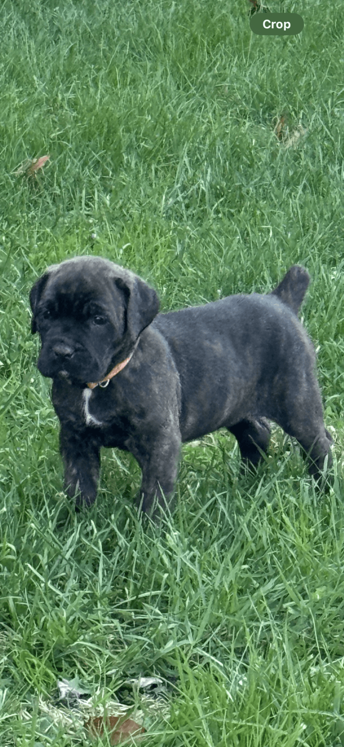 23+ Cane Corso Puppies / Dogs For Sale in Berkeley County | $1,200 – $1,500