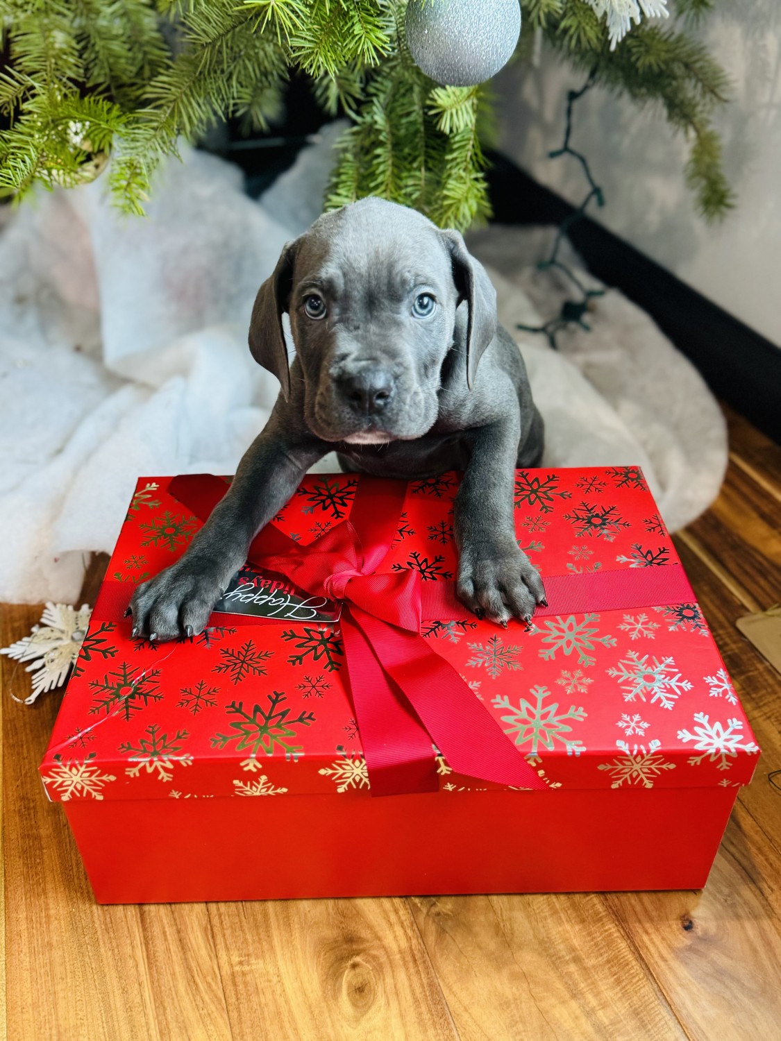 Cane Corso For Sale in Okanogan County | Petzlover