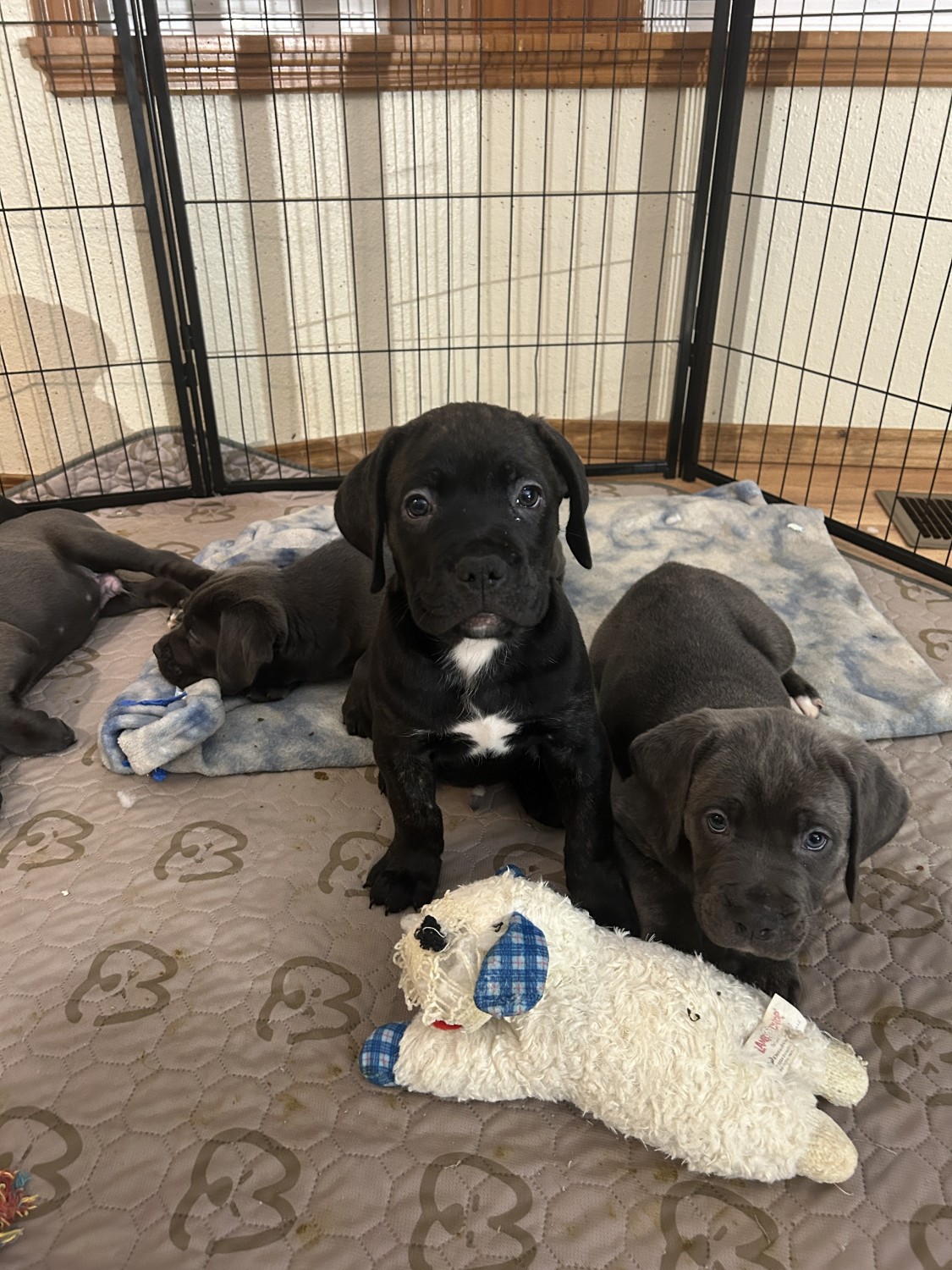 Cane Corso Puppy for sale in Salem, Oregon | $1,300