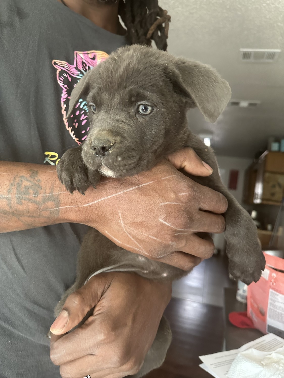 Cane Corso Puppy for sale in Austin, Texas | $1,500