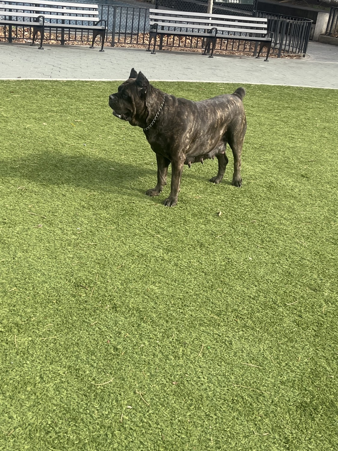 Cane Corso Puppies For Sale in Freehold - PetzLover