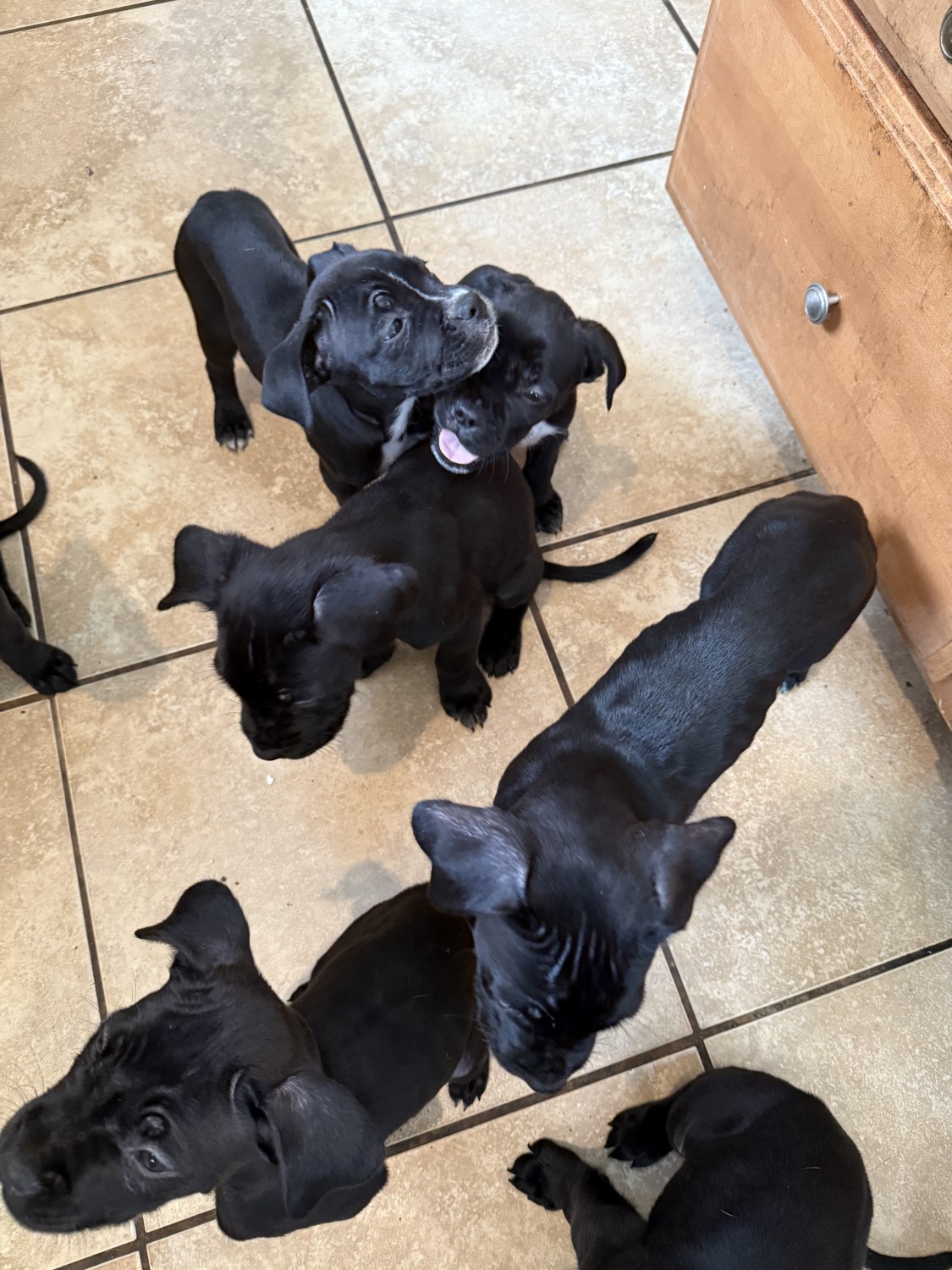 21+ Cane Corso Puppies For Sale in Leesburg | $1,000