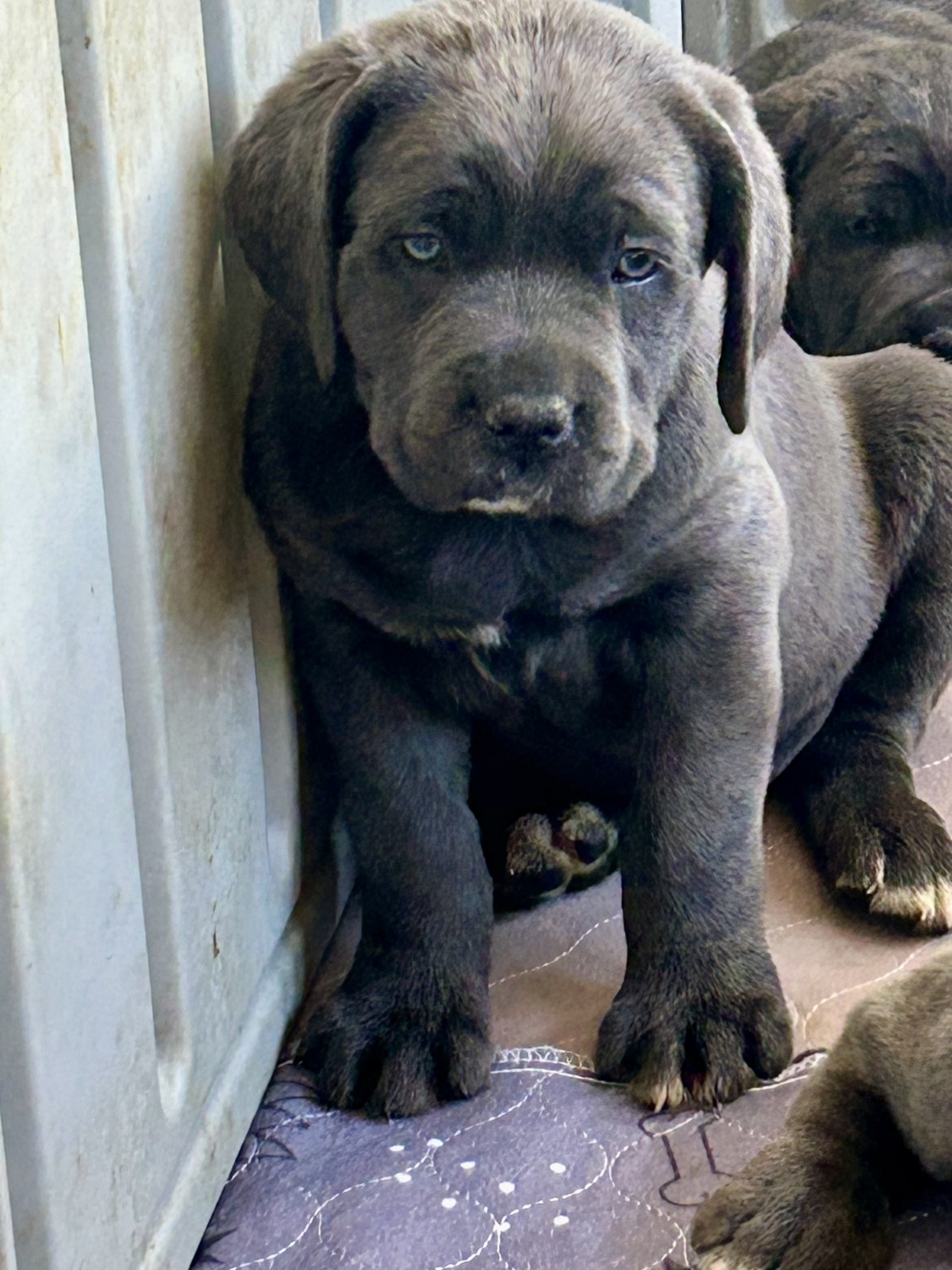 Cane Corso Puppies For Sale in LaSalle County | PetzLover