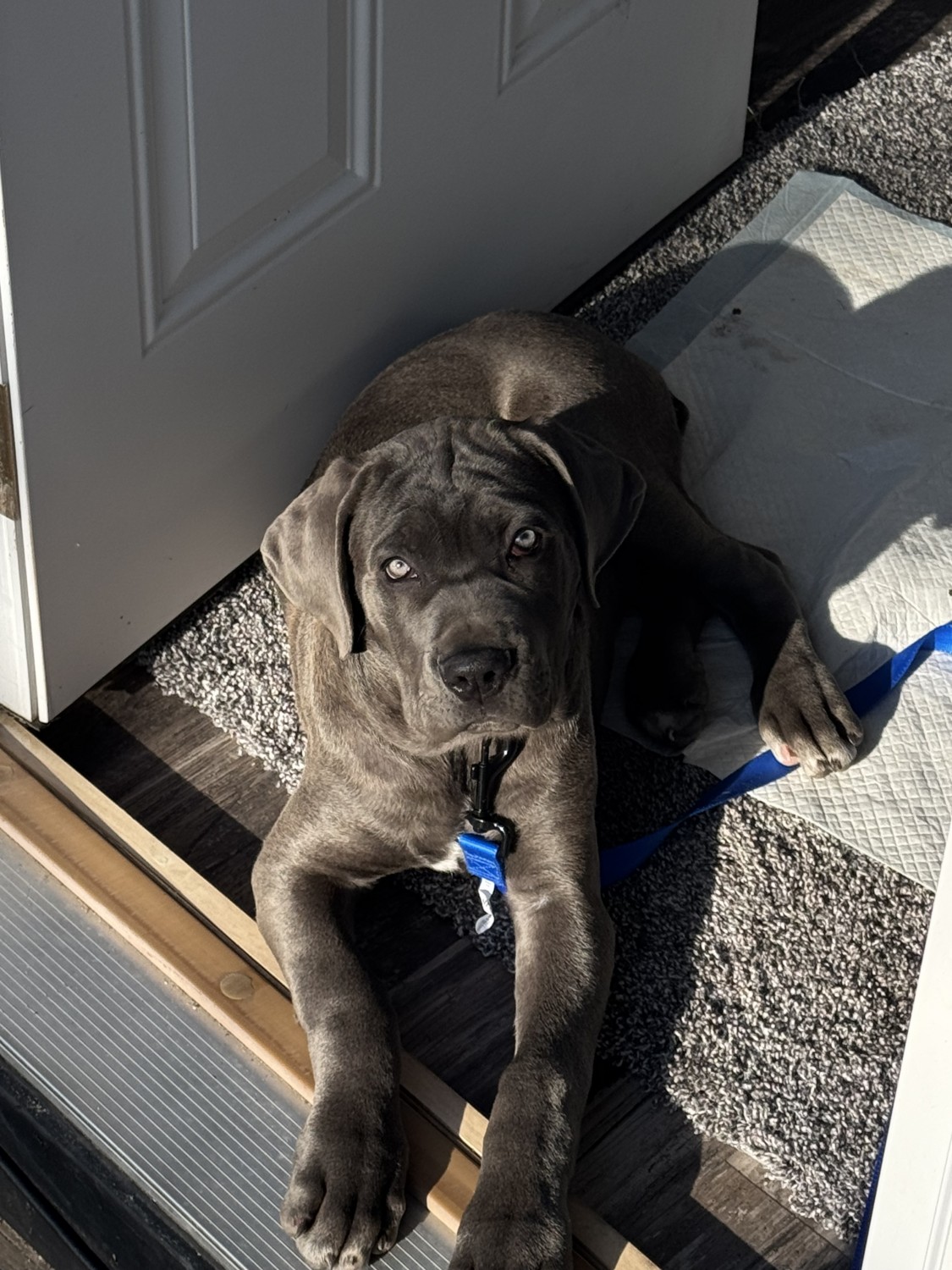 Cane Corso Puppies For Sale in Clare County | PetzLover