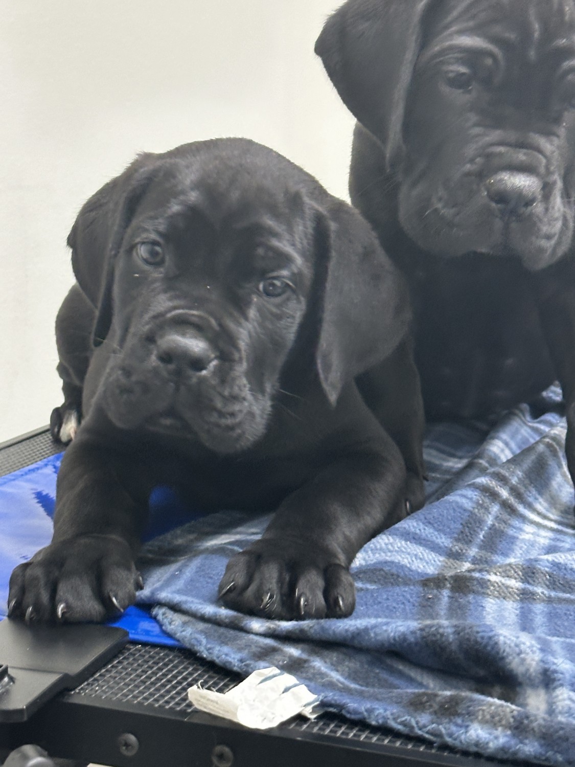 Cane Corso Puppies For Sale | Jupiter, FL #634013