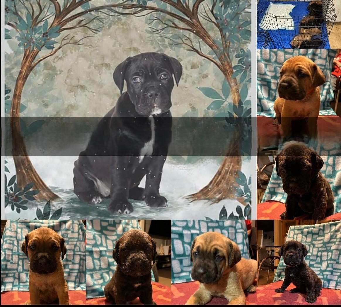 Cane Corso Puppies For Sale | Wellsville, NY #634676 (40)