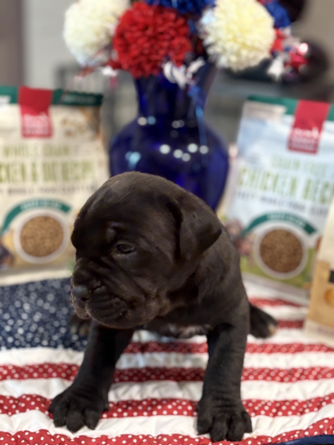 Cane Corso Puppies for sale in Jacksonville, Florida | $1,500