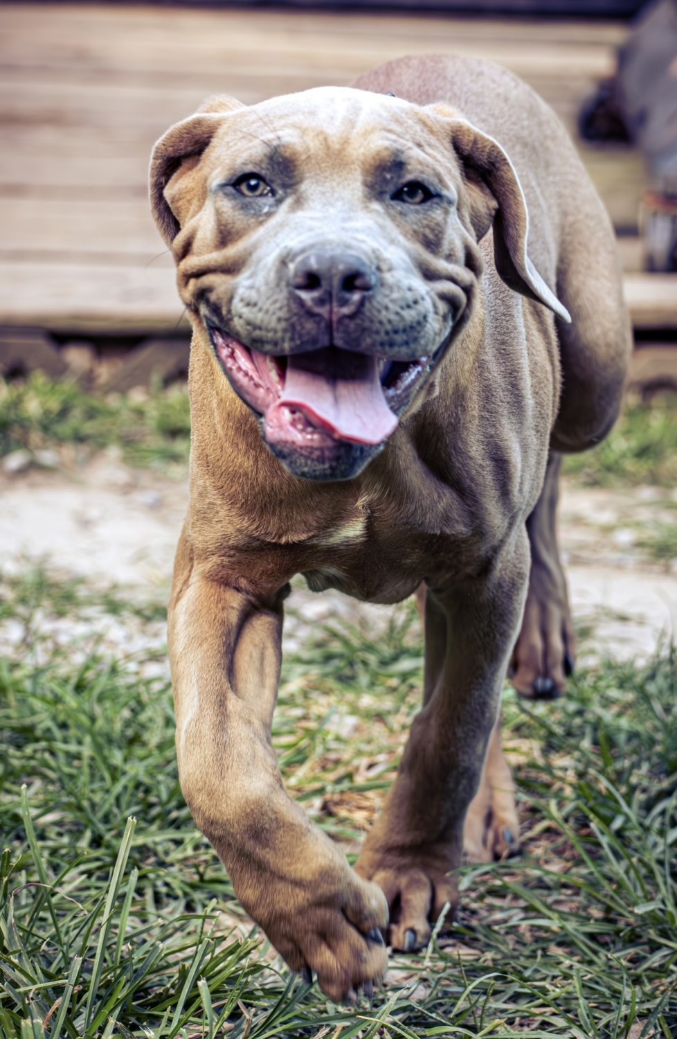 Cane Corso Puppies For Sale | Pikeville, KY #640979