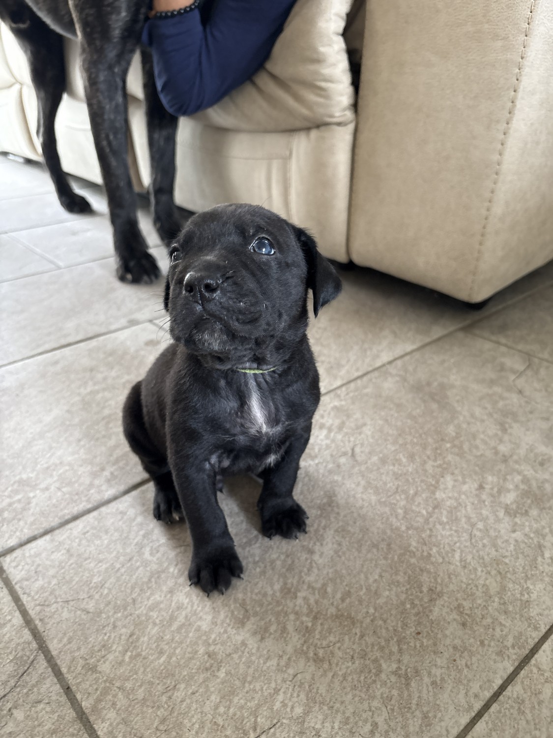 Cane Corso Puppy for sale in Spring, Texas | $1,050