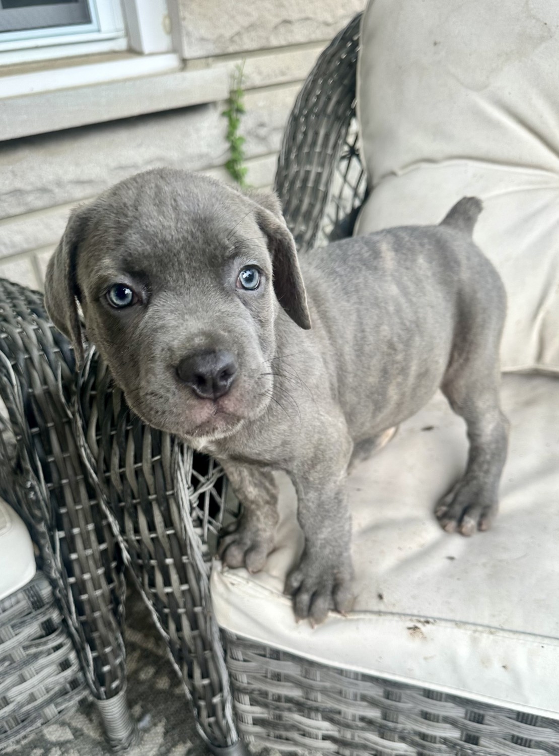 Cane Corso Puppies For Sale | Louisville, KY #641562