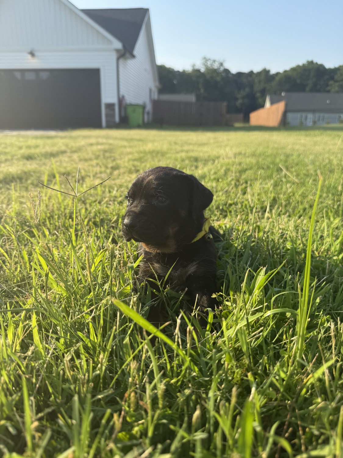 Cane Corso Puppies for sale in Rocky Mount, North Carolina