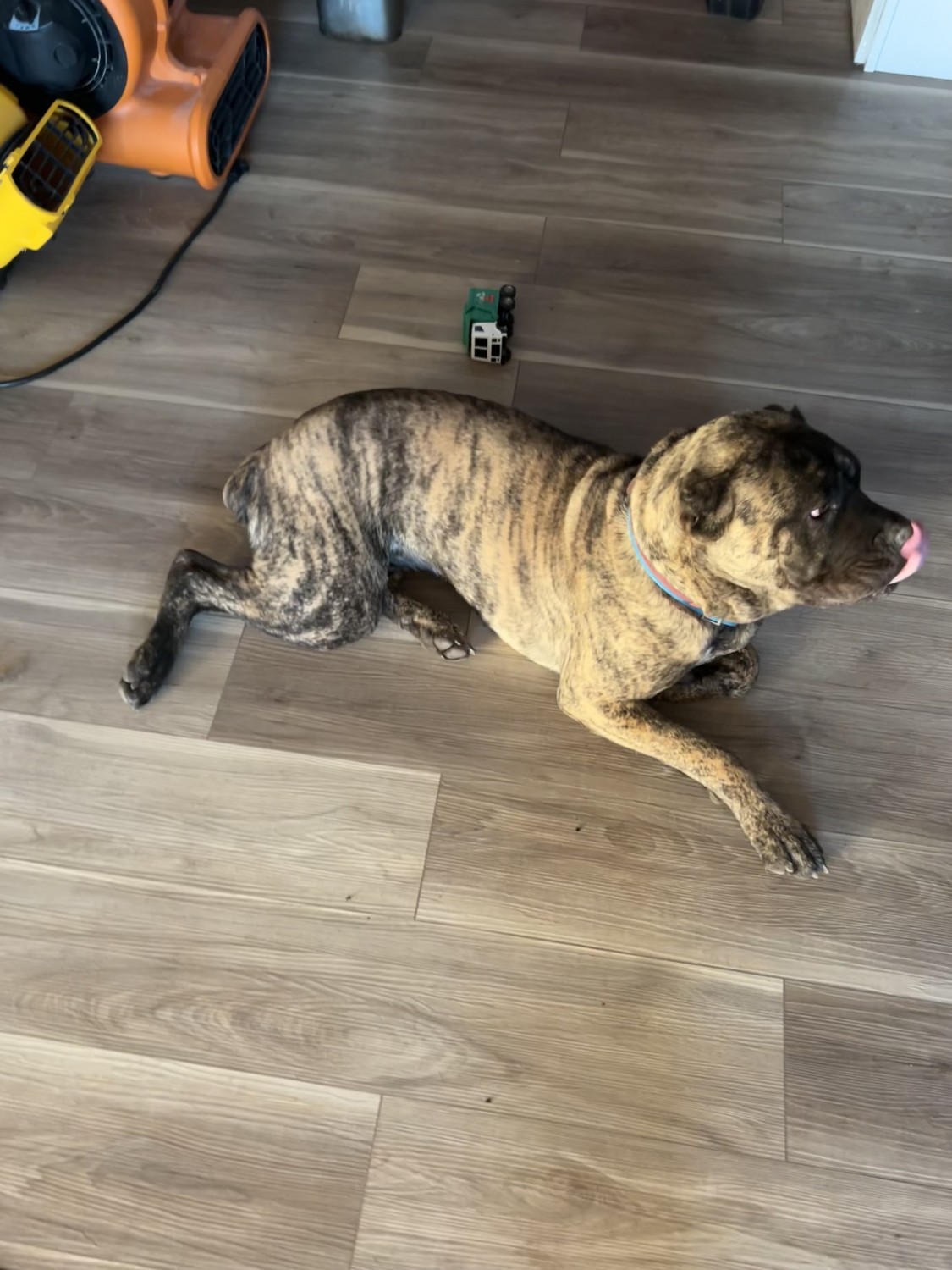 Cane Corso Puppies for sale in Glen Burnie, Maryland | $800