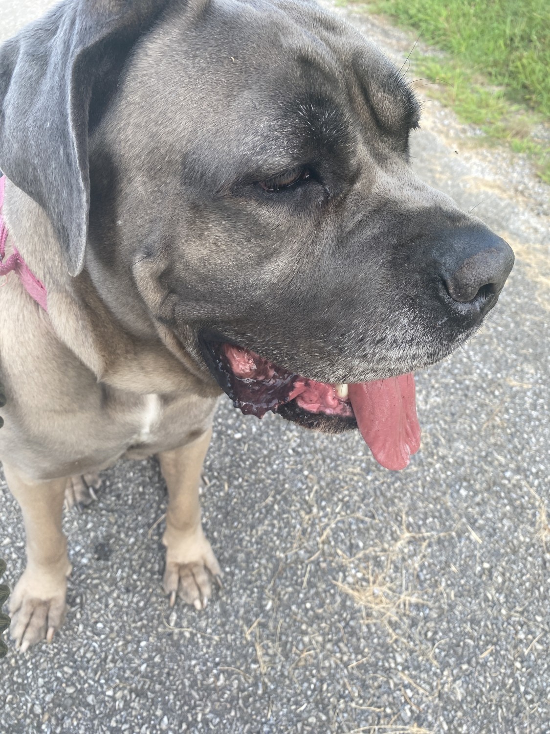 Cane Corso Puppies For Sale | $400 | York, PA #645135