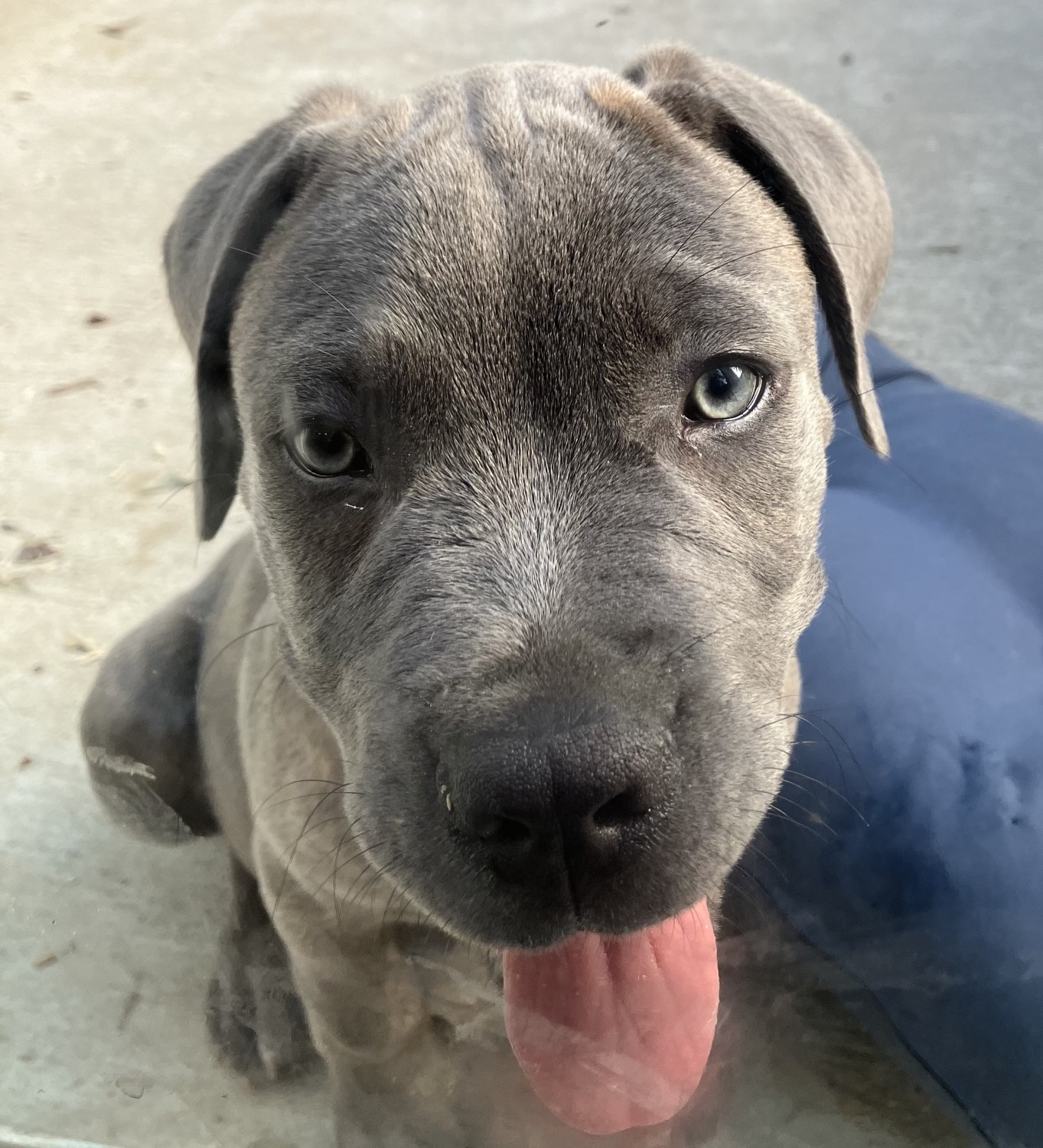 Cane Corso Puppies For Sale | $800 | North Carolina Wesleyan College ...