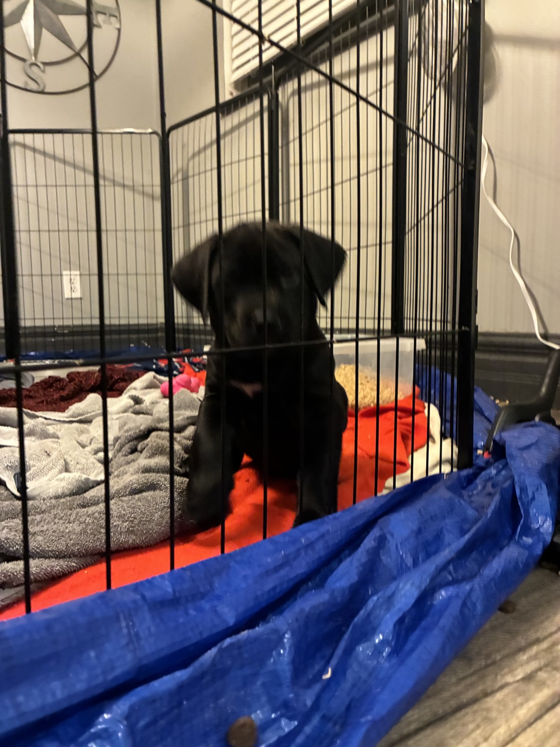 21+ Cane Corso Puppies For Sale in St. Charles County | $2,000 – $2,000