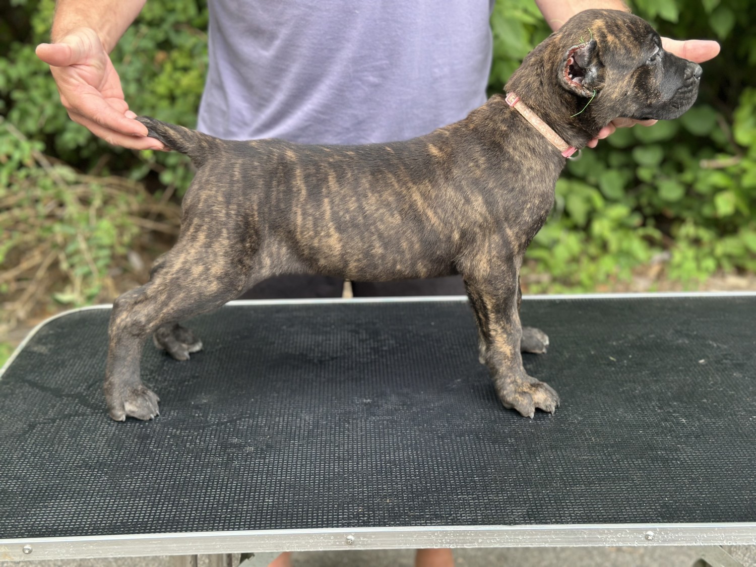 Cane Corso Puppies For Sale | $3,200 | Huntington, IN #648568