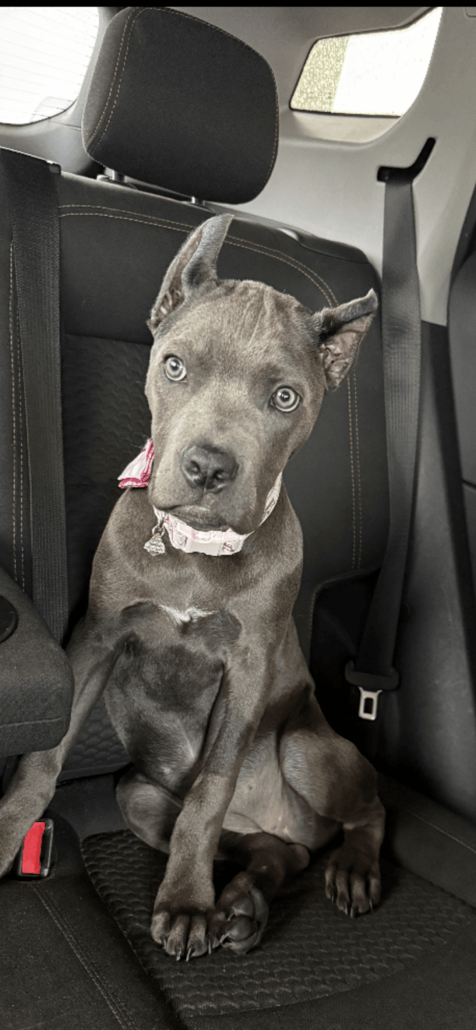 47+ Cane Corso Puppies For Sale in DeSoto County | $100 – $3,200