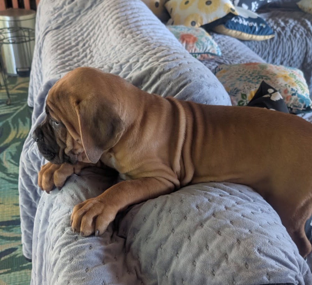 49+ Cane Corso Puppies For Sale in Jefferson | $100 – $3,200