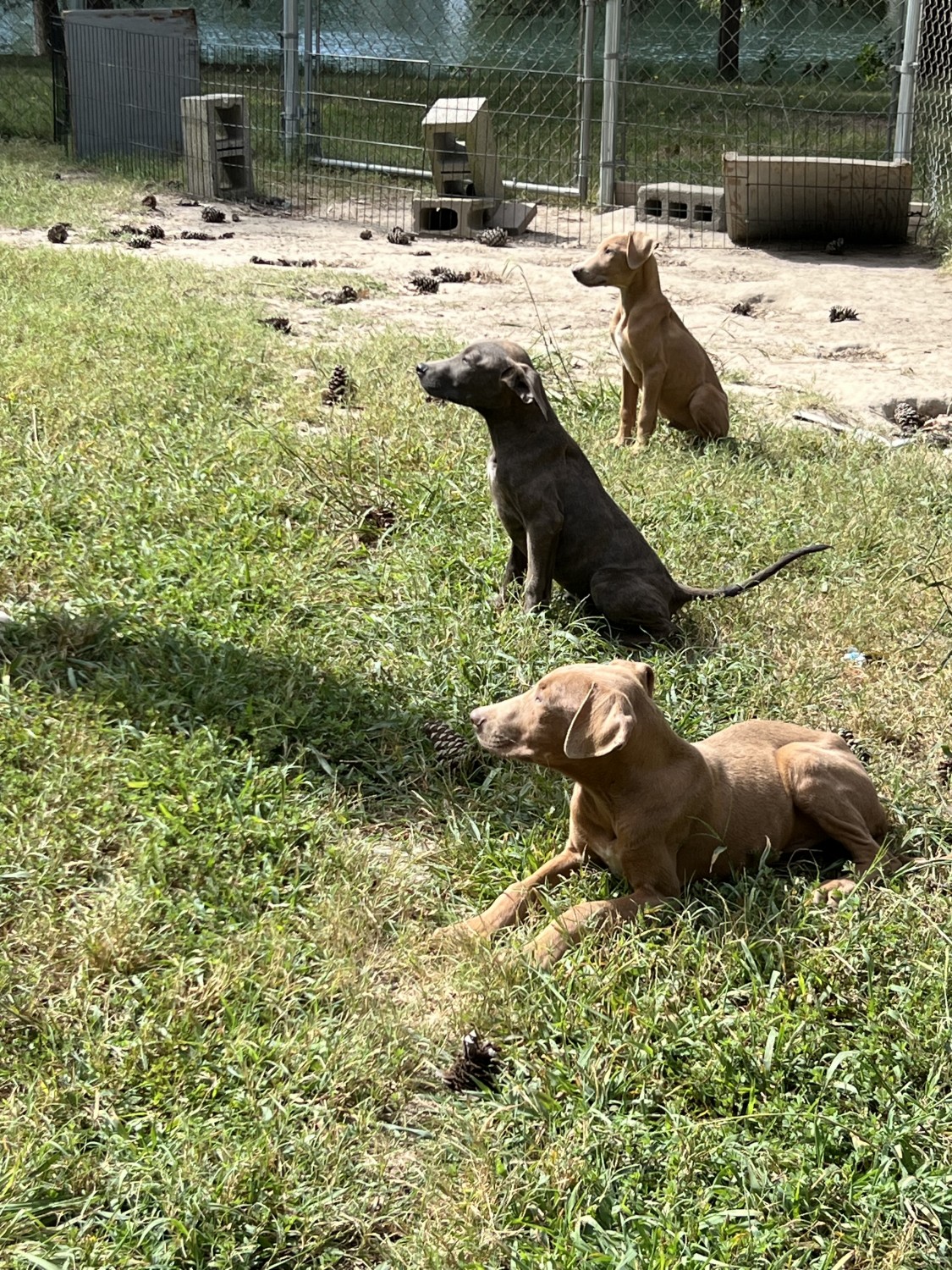 21+ Cane Corso Puppies For Sale in Chesterfield | $300 – $300