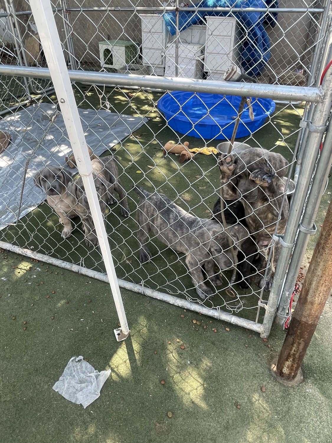 40+ Cane Corso Puppies For Sale in Columbus | $200 – $3,200
