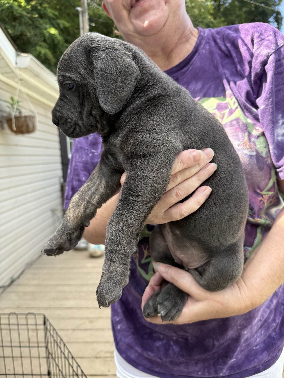50+ Cane Corso Puppies For Sale in Maury County | $100 – $3,000