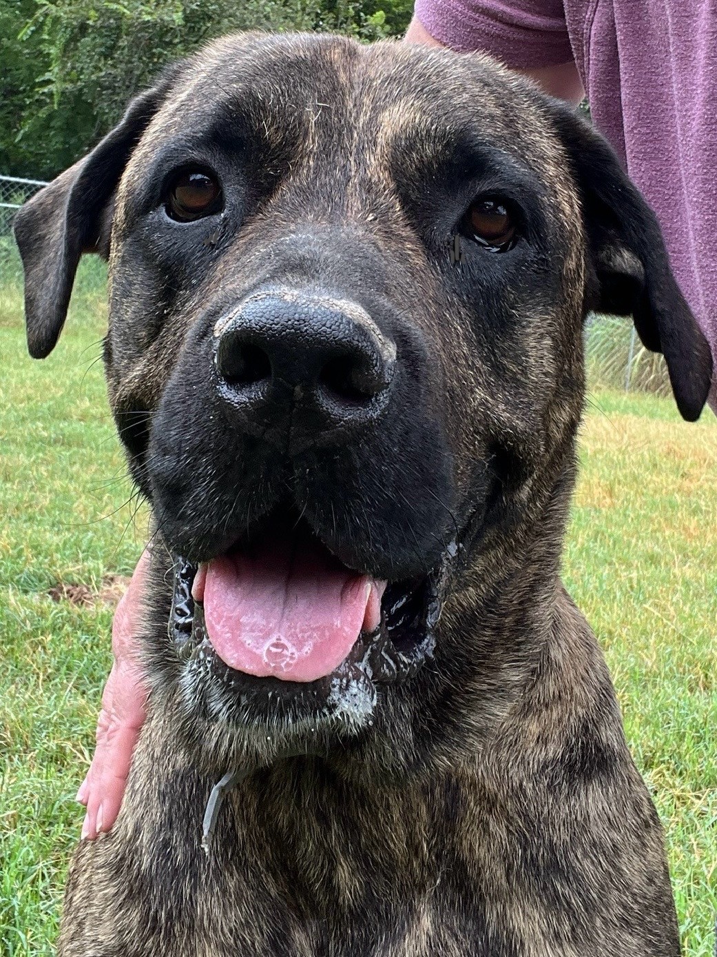 21+ Cane Corso Puppies For Sale in Newcastle | $1,000 – $1,000