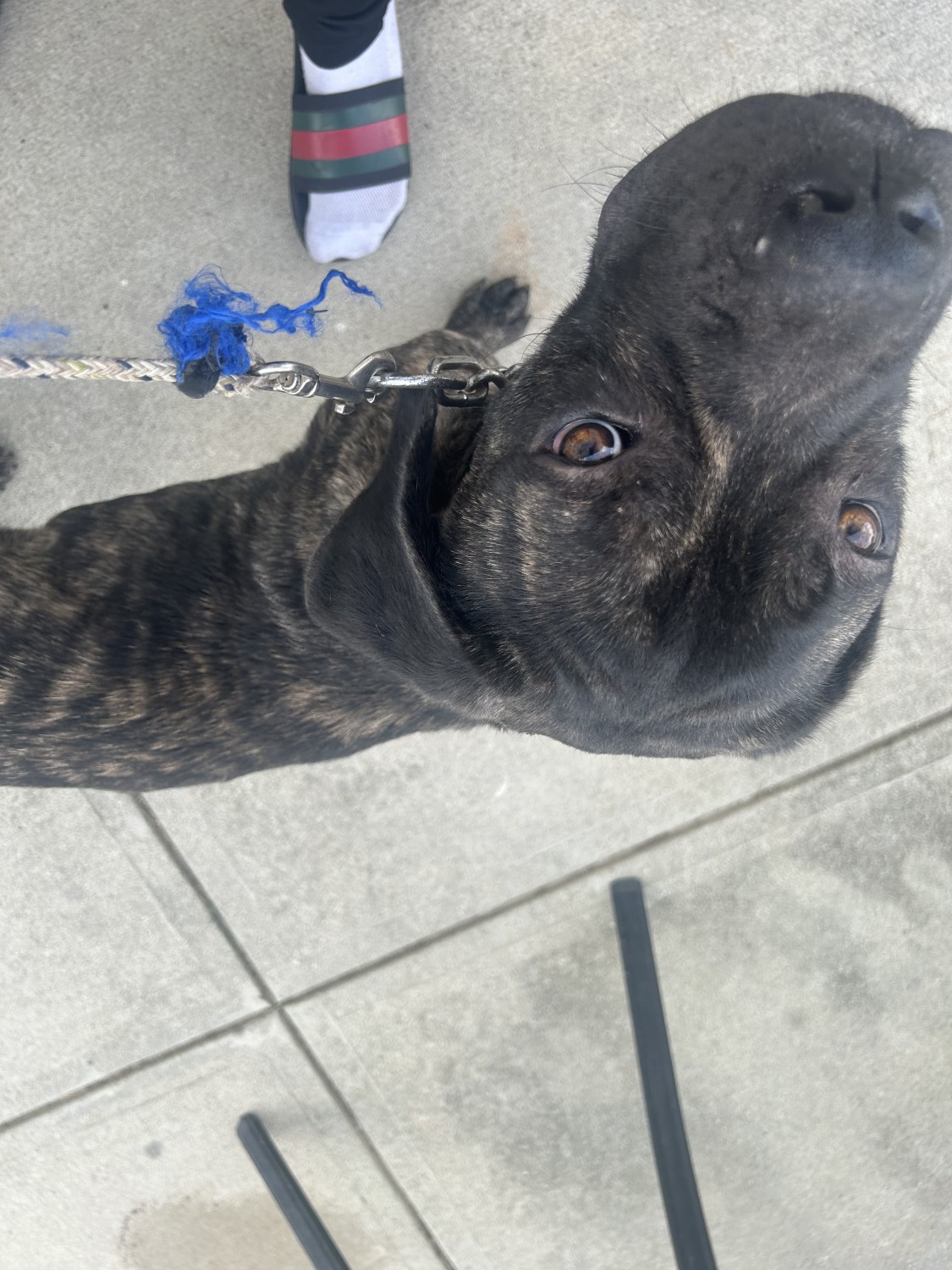 Cane Corso Puppy for sale in Raleigh, North Carolina | $500