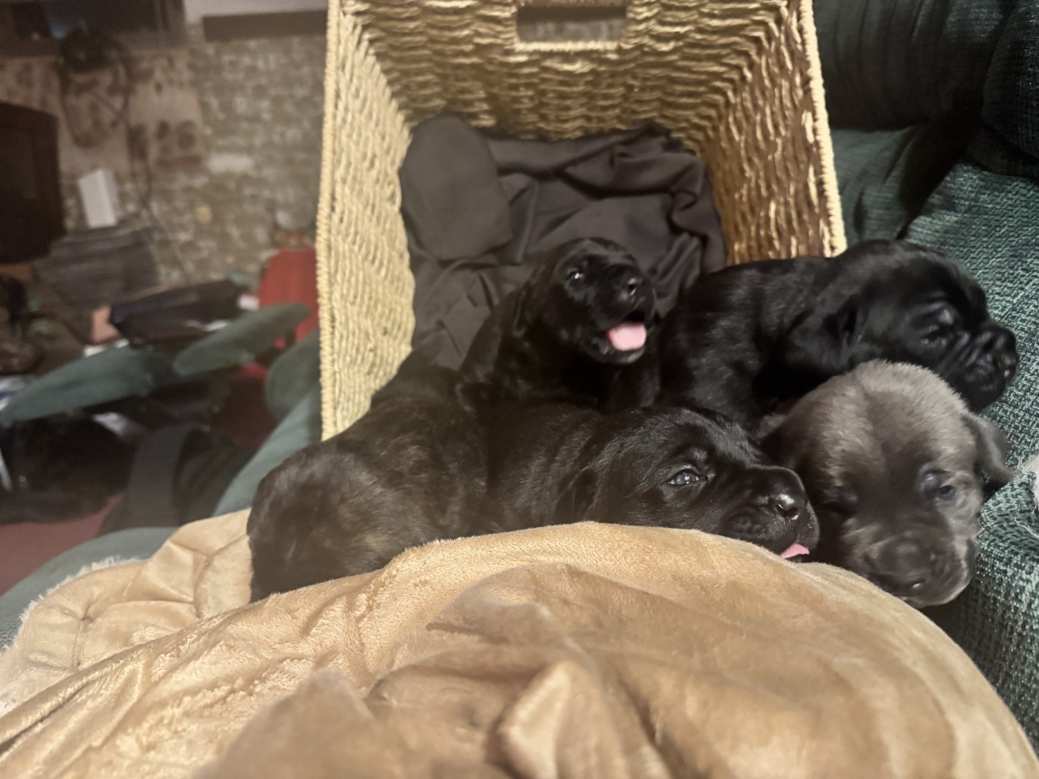 Cane Corso Puppy for sale in Hempfield Township, Pennsylvania | $2,000