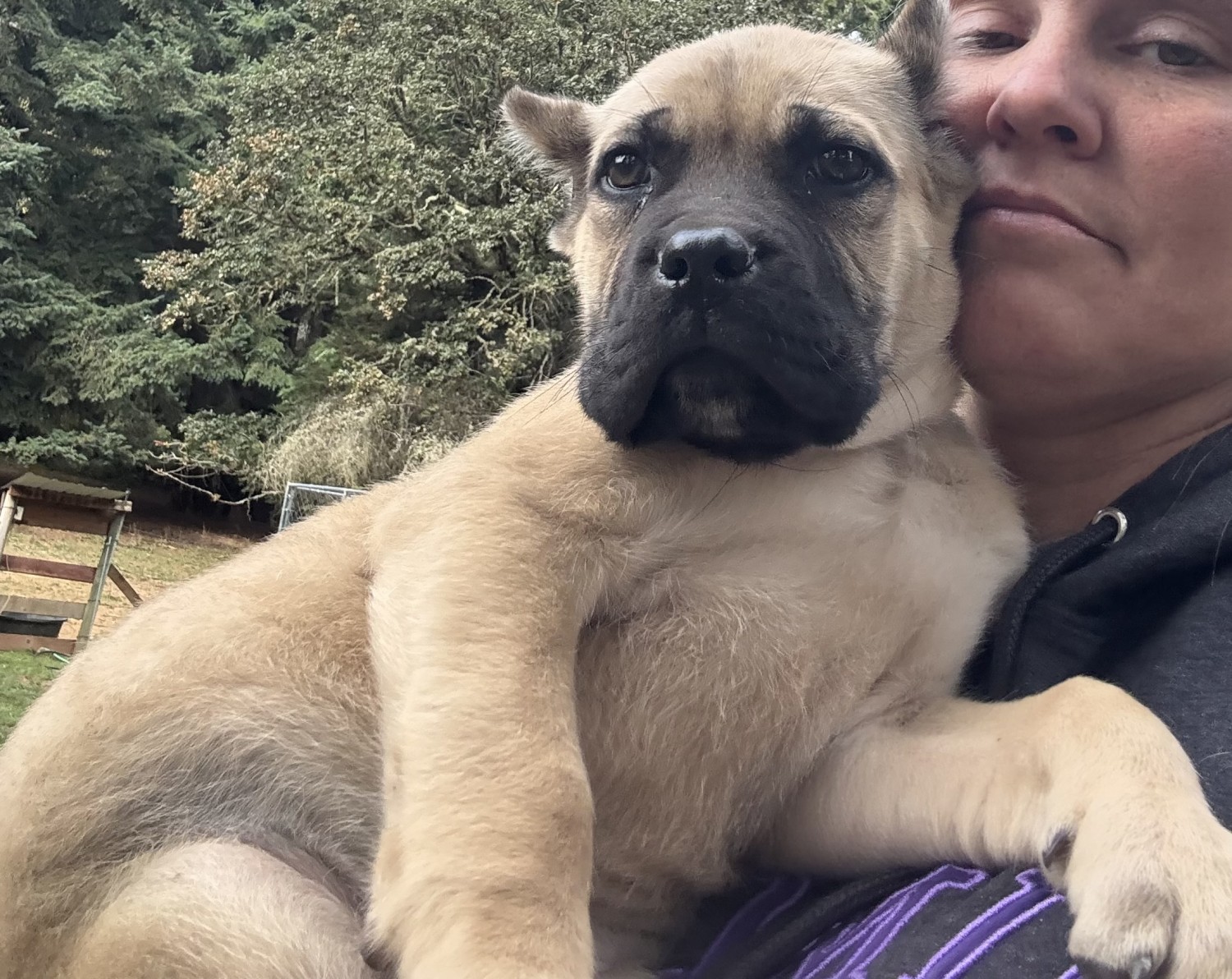 Cane Corso Puppy for sale in Corvallis, Oregon | $2,800