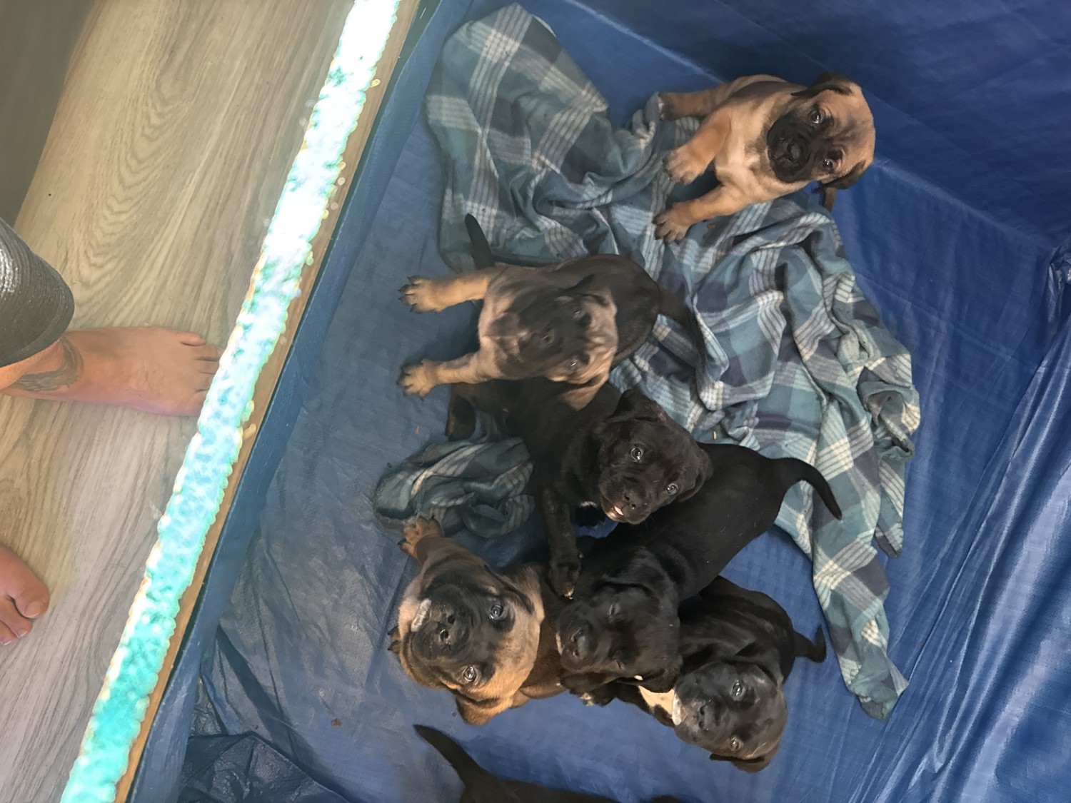 21+ Cane Corso Puppies / Dogs For Sale in Clay County | $800