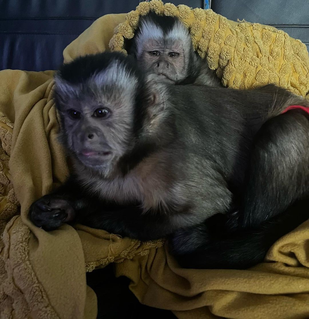 Capuchins Monkey for sale in Glasgow, Scotland | £800