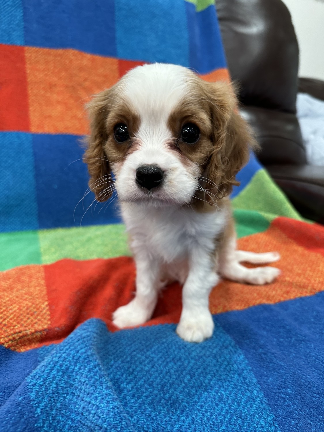 German Shorthaired Pointer Puppies For Sale in Inglewood - PetzLover