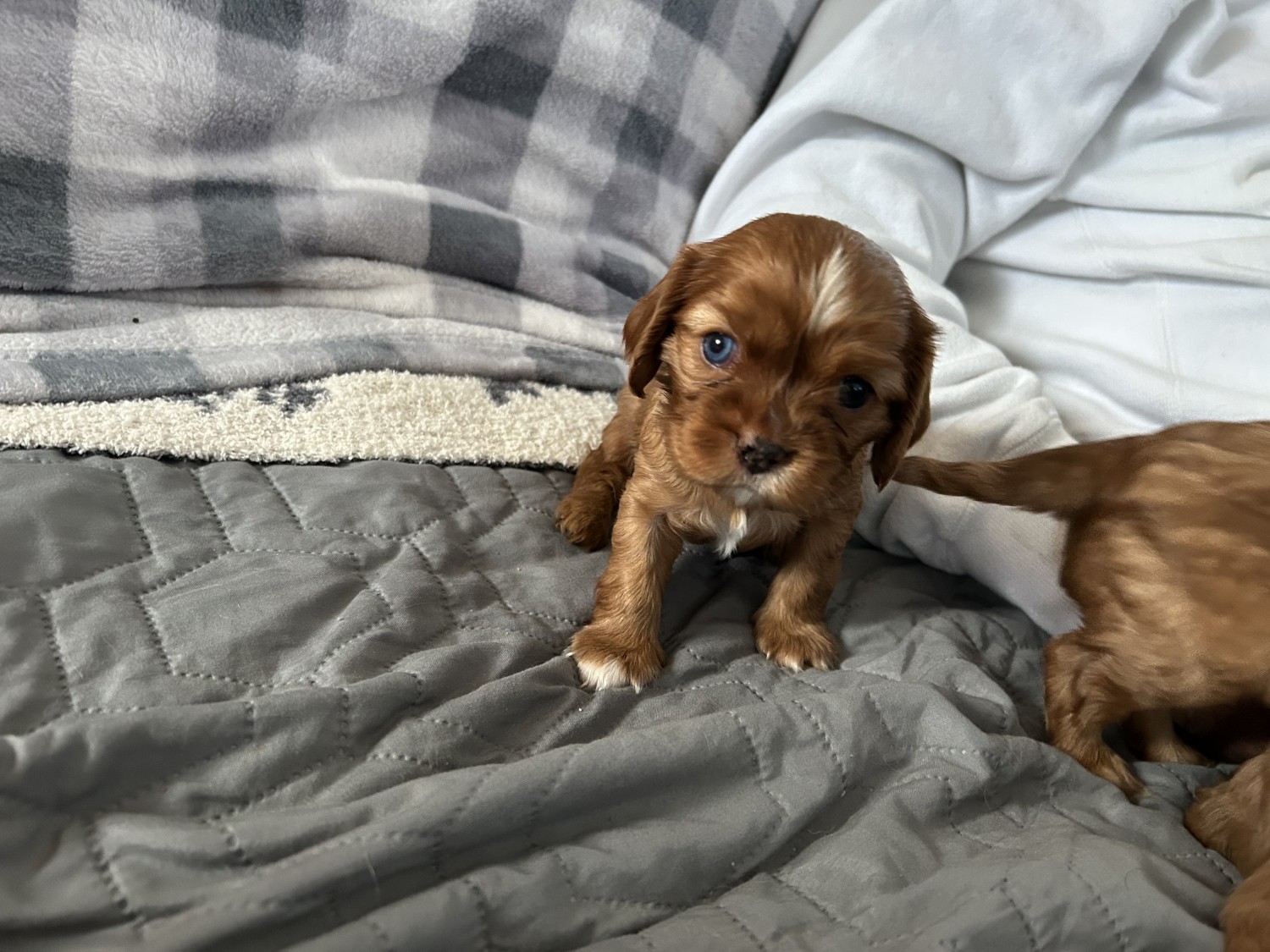 Cavalier King Charles Spaniel For Sale in Brick Township