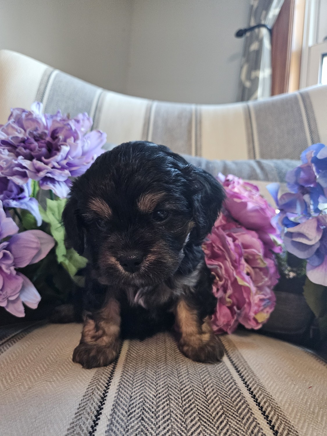 21+ Cavapoo Puppies / Dogs For Sale in Leroy Township | $1,800
