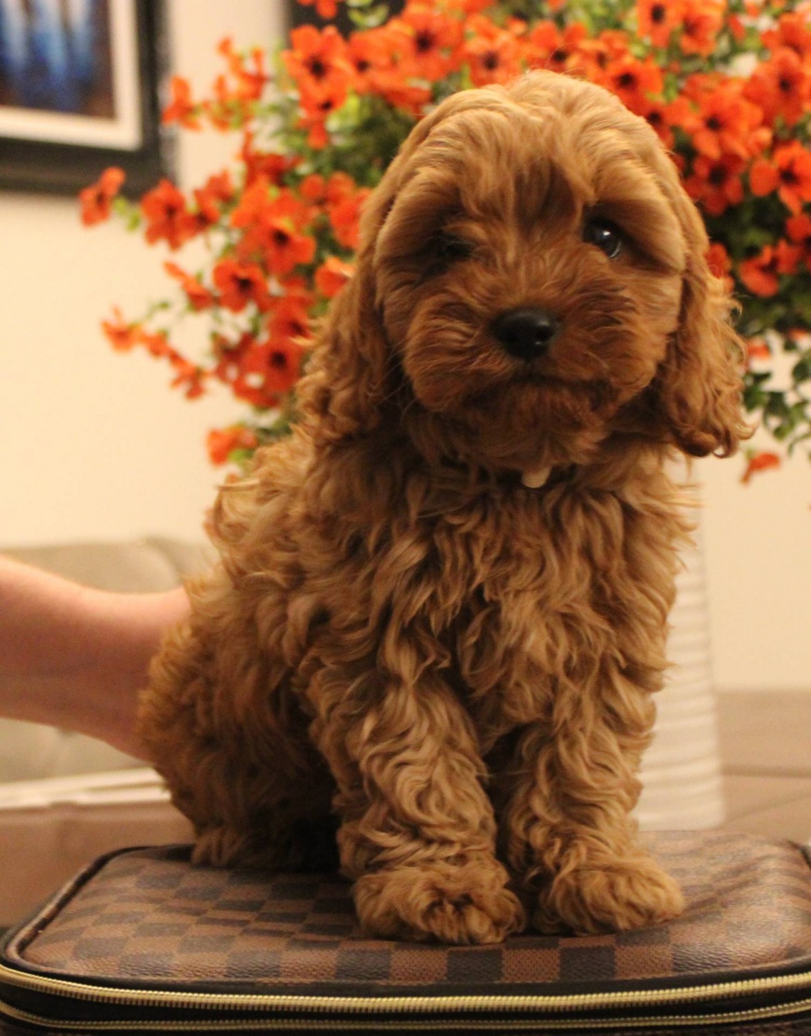 24+ Cavapoo Puppies / Dogs For Sale in Marion County | $2,500