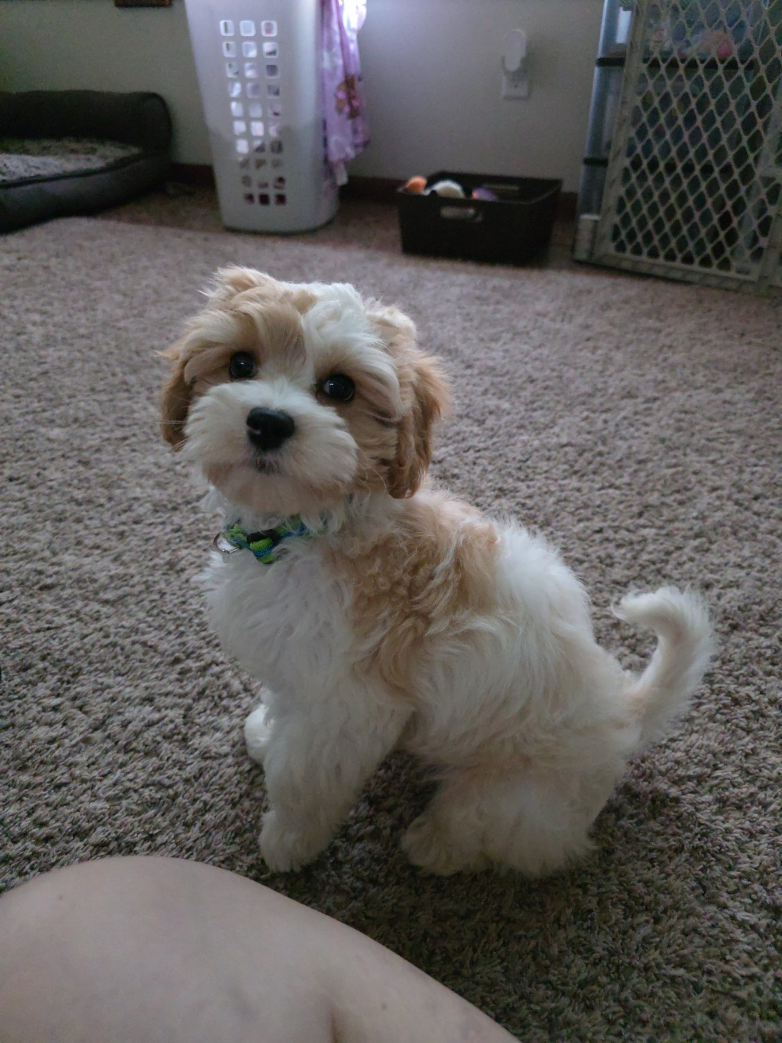 Cavapoo Puppy for sale in St. Cloud, Minnesota | $700