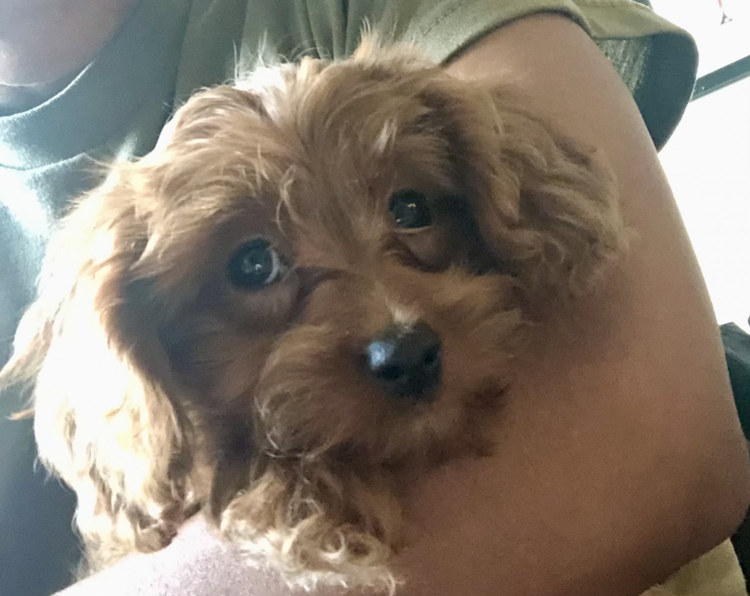 Cavapoo Puppy for rehoming in Fort Walton Beach, Florida