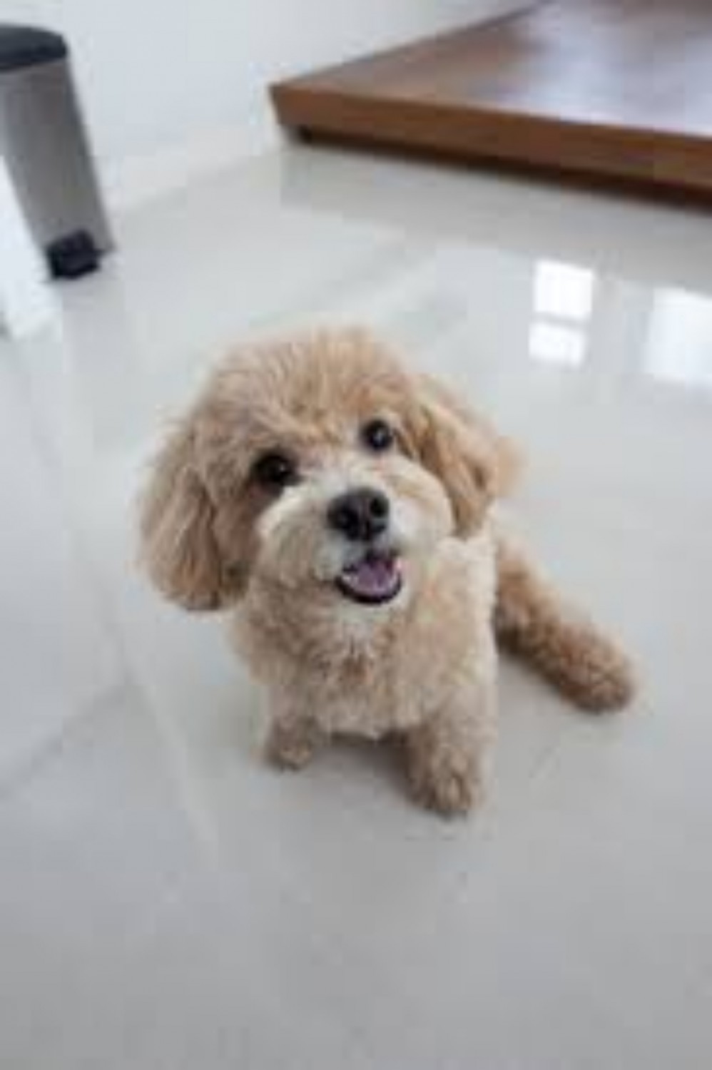 Cavapoo For Sale in South Africa | Petzlover