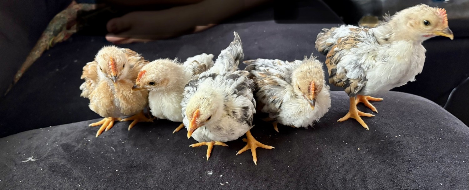 Birds For Sale in Woodford County | Buy, Sell, Adopt Quality Birds