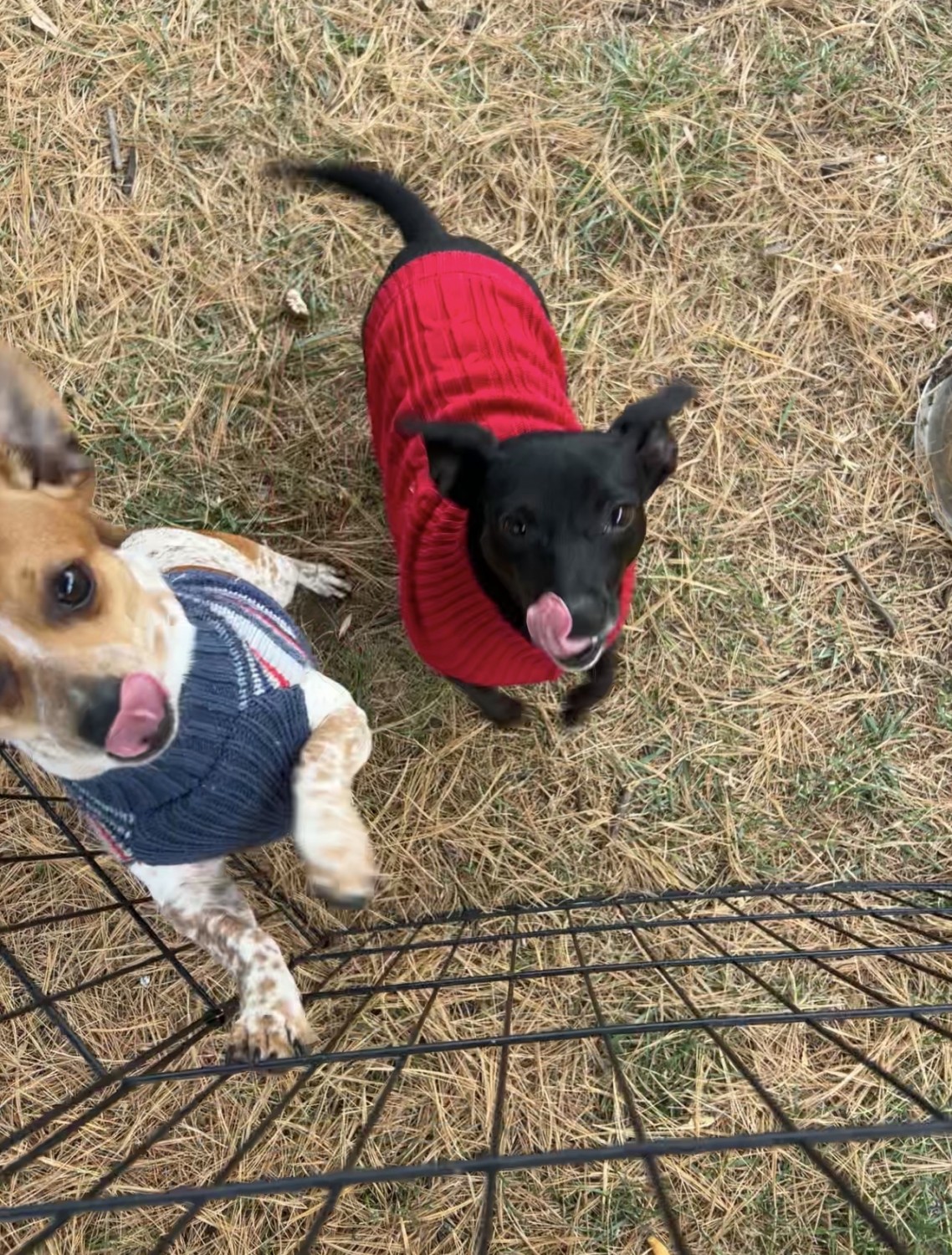 Chiweenie Dog for sale in Westfield Washington Township, Indiana | $250