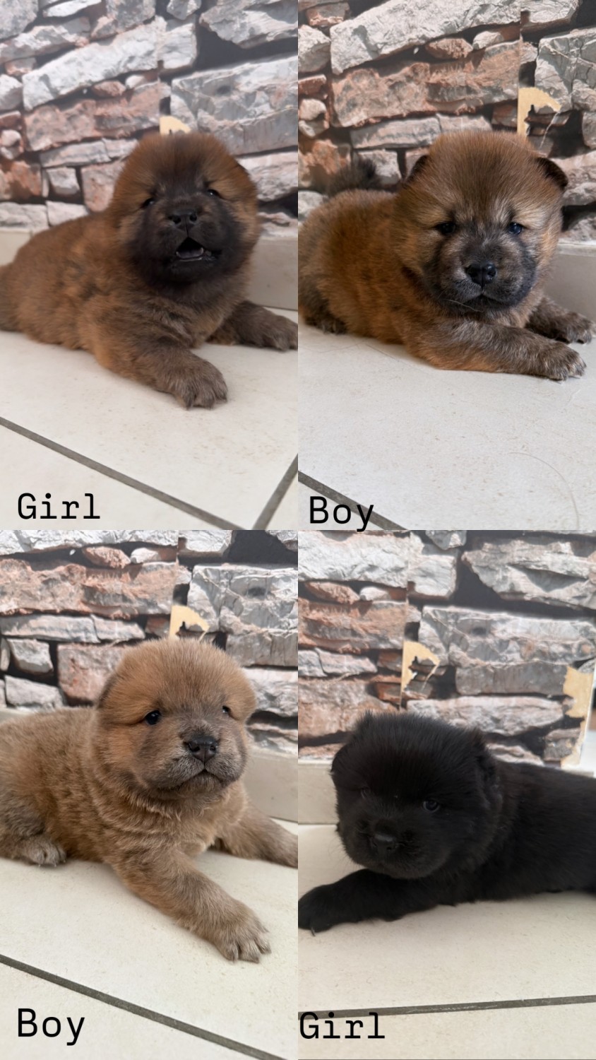 Pomeranian Puppies For Sale in Cyprus | €600 – €1,500