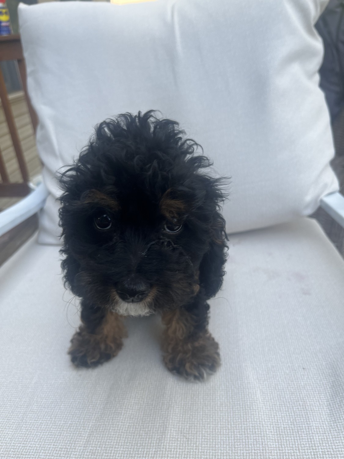 Cockapoo Puppy for sale in Hagerstown, Maryland | $1,050
