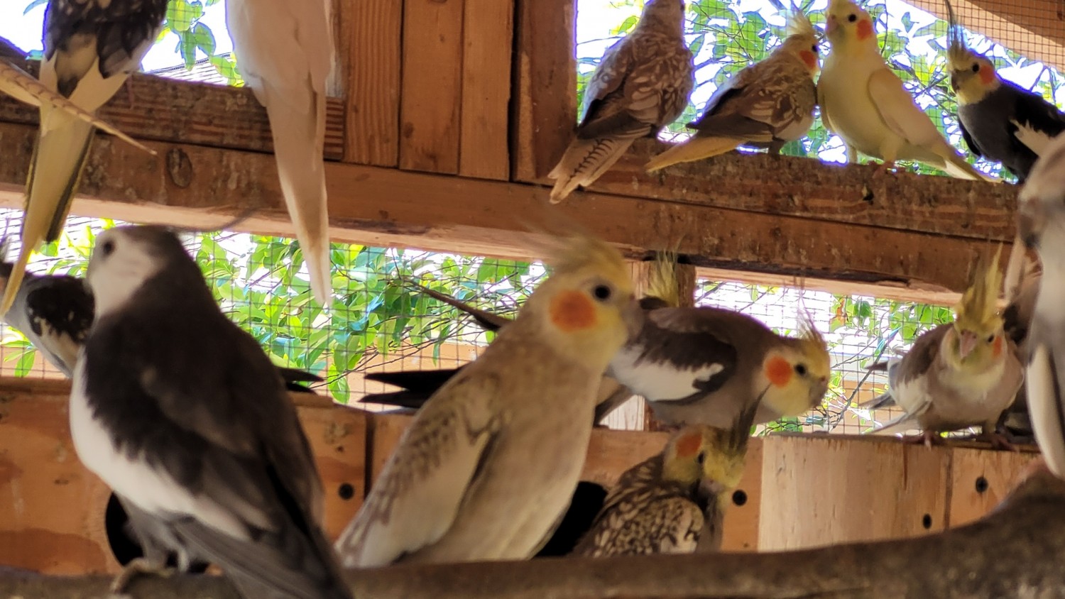 1,040+ Cockatiel Birds for sale | Petzlover