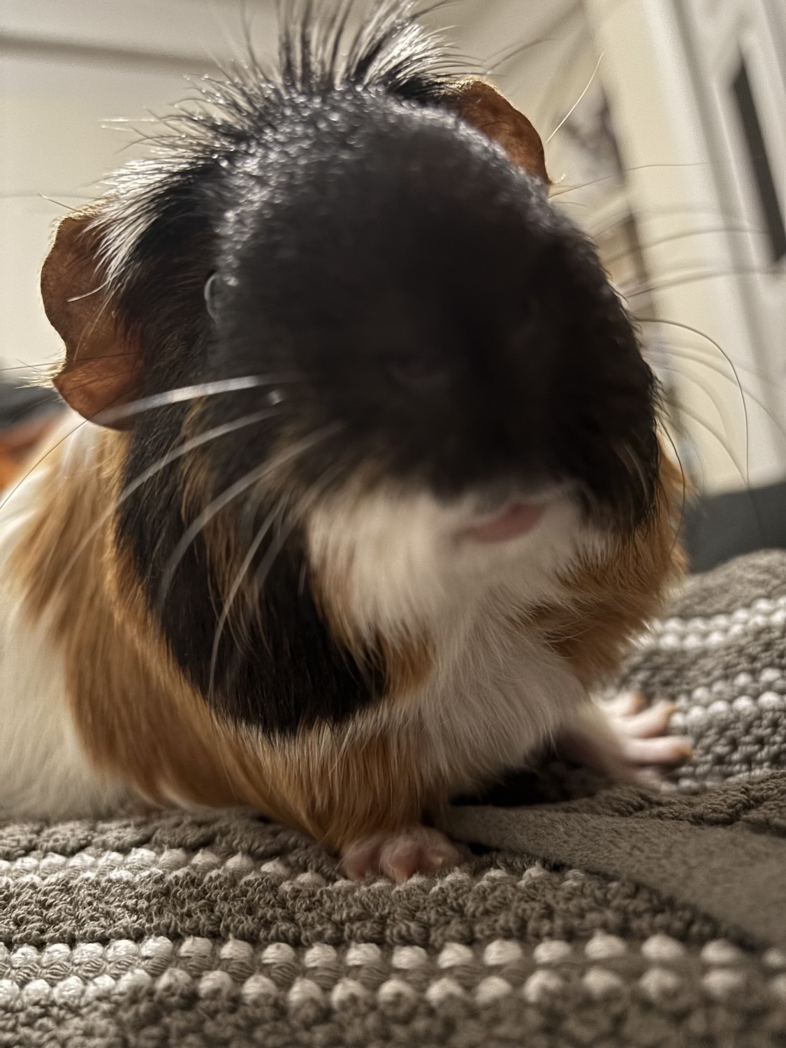 21+ Crested Guinea Pig Rodents For Sale in Quincy | $400