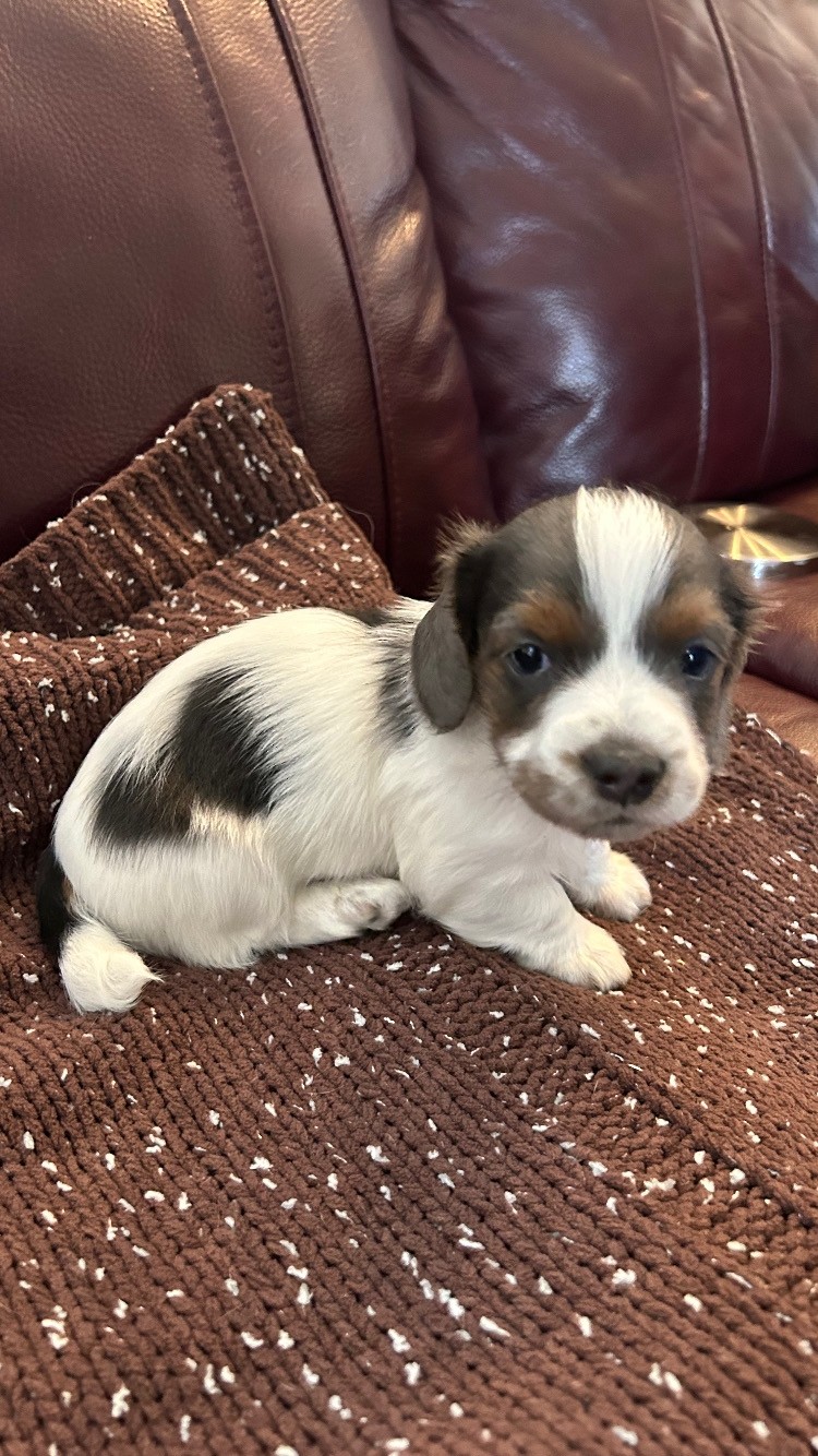 Janet cheney's Pet Shop | #604958 | Petzlover