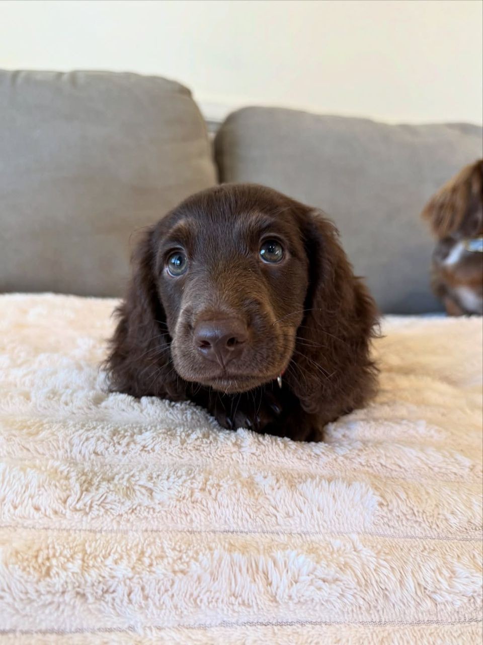 Dachshund Puppy for adoption in Newton, Massachusetts | $500