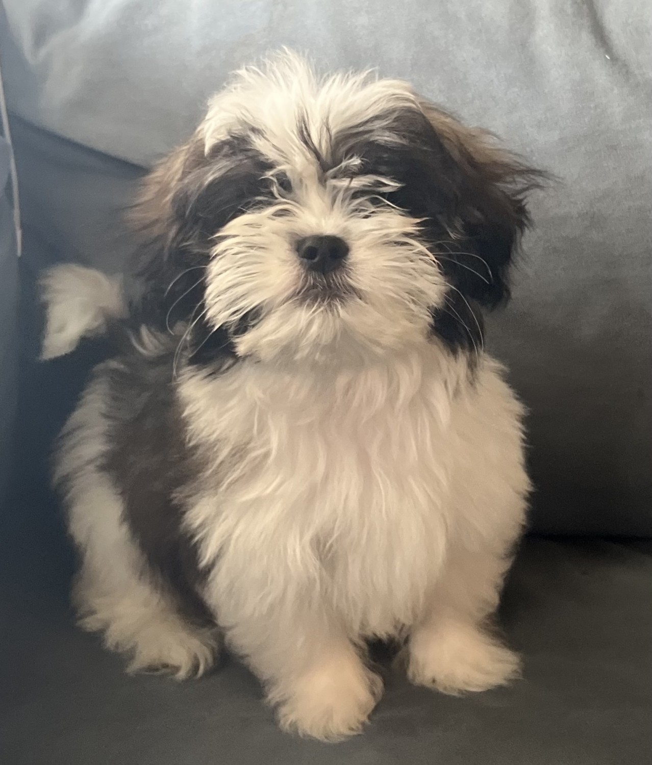 Find Your New Puppy | Puppies & Adoption | Danielle Lea | Melbourne ...